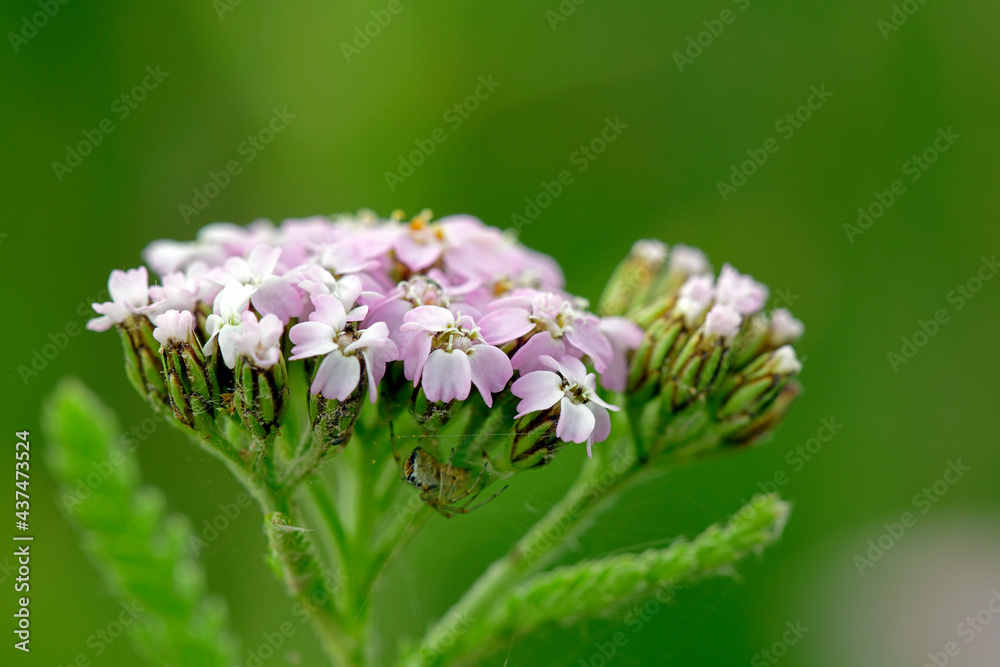 Gemeine Schafgarbe, Gewöhnliche Schafgarbe // Yarrow (Achillea millefolium) Stock 写真 | Adobe Stock
