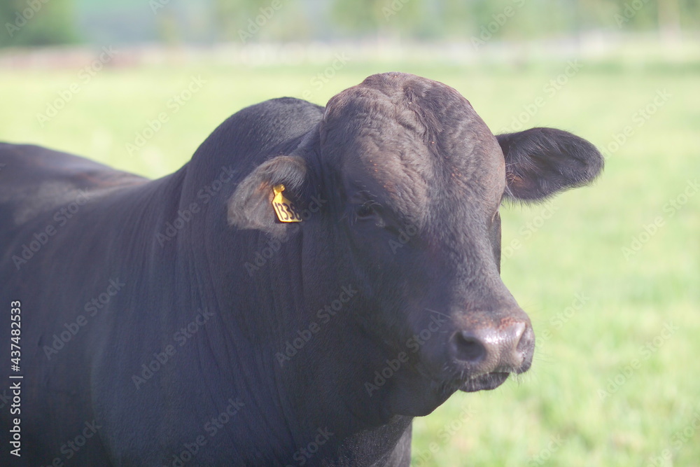 Touro da raça Brangus - Reprodutor Brangus Stock Photo | Adobe Stock