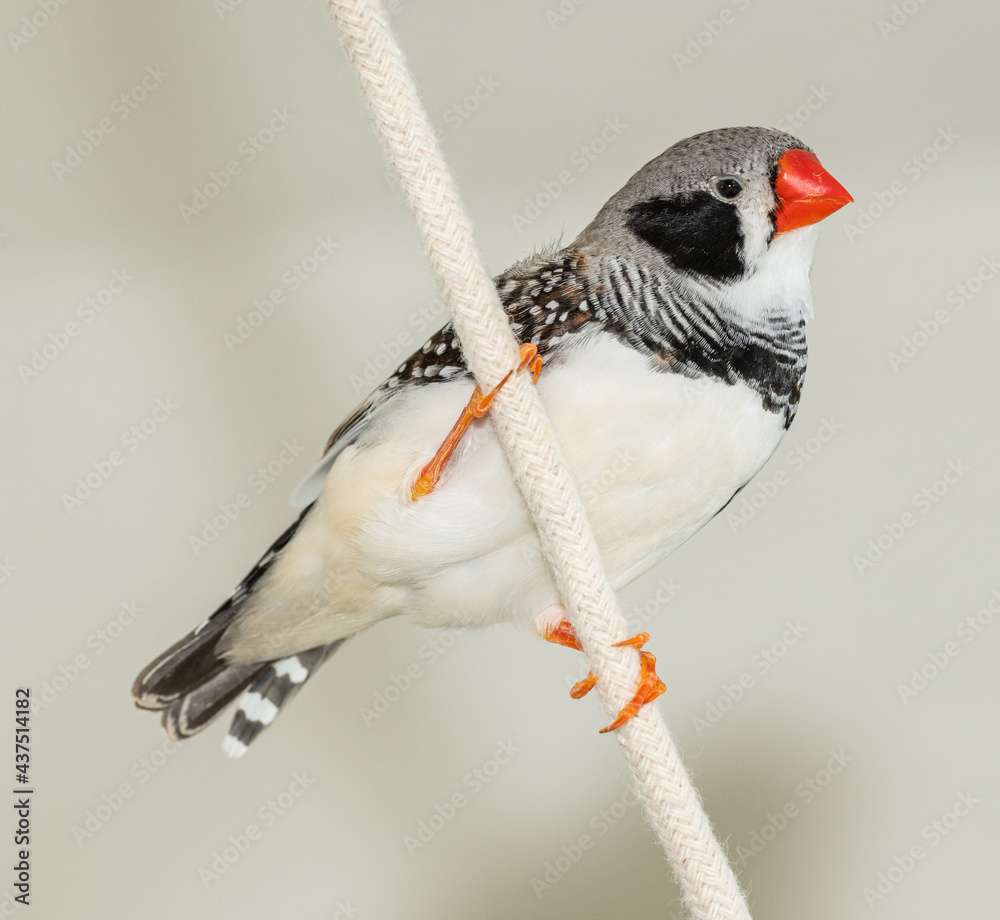 zebra finch male with black cheeks on rope Stock Photo | Adobe Stock