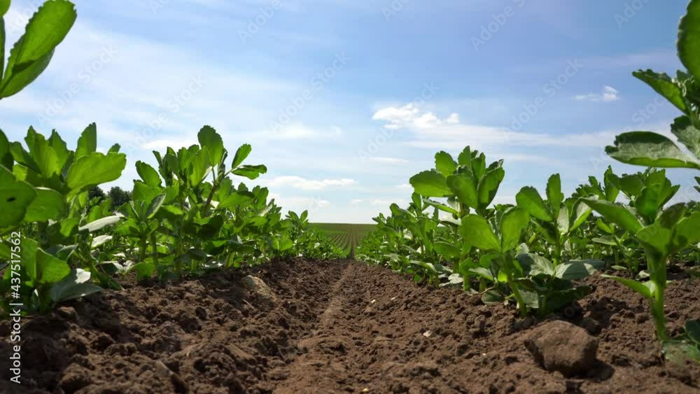 Ackerbohne auf dem Feld im Sommer - Hülsenfrüchte Ackerbau Stock Video ...