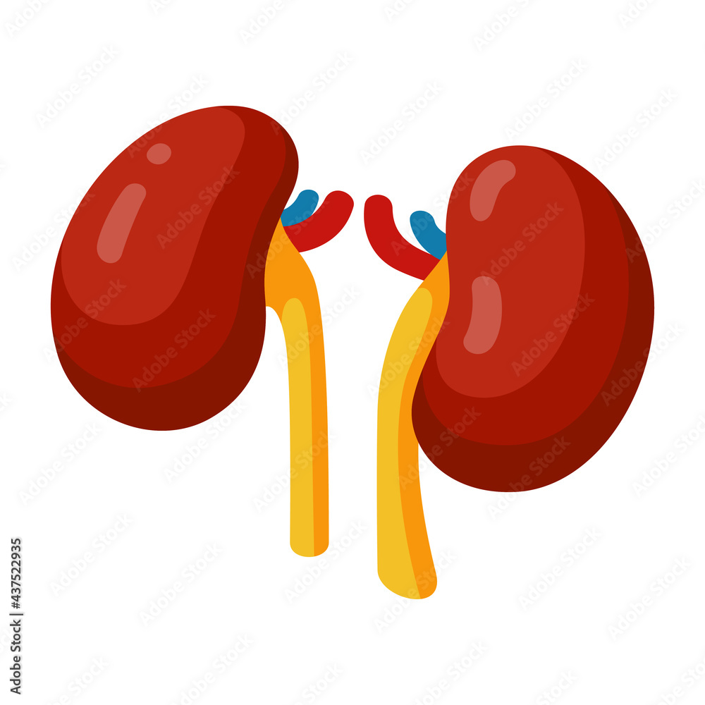 Kidneys cartoon icon. Human bean-shaped internal organs. Excretory ...
