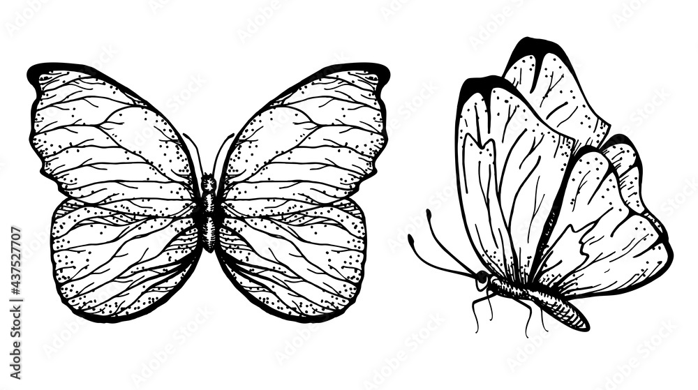 Vector hand drawn illustration of butterflies with open and folded ...