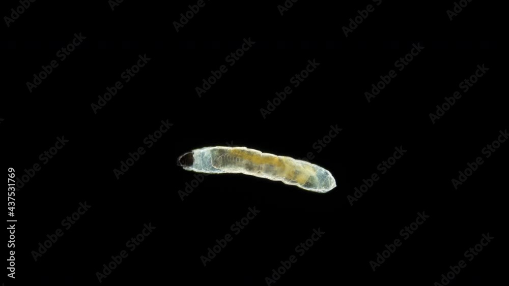 Larva of soil gnats, Sciaridae family under microscope. A well-known ...