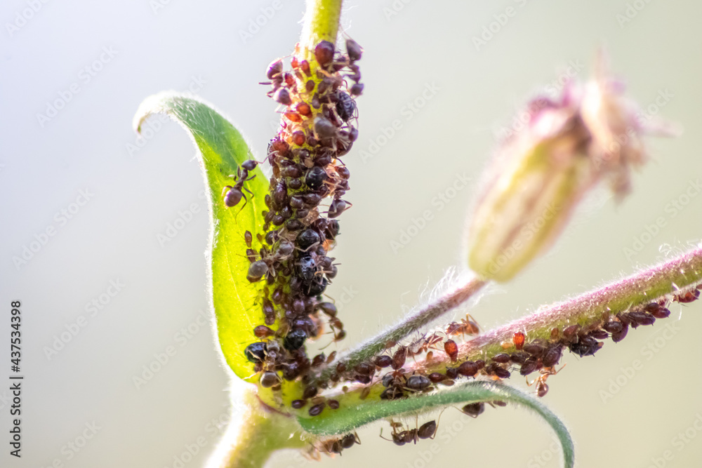 Many garden ants herding plant louses for honeydew production milking ...