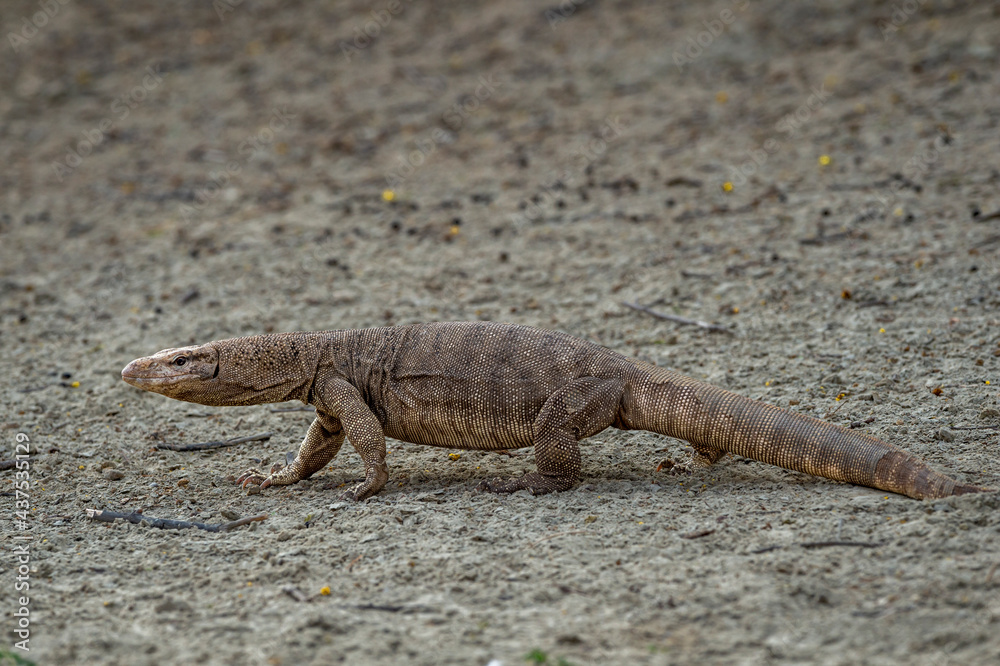 Indian Monitor Lizard