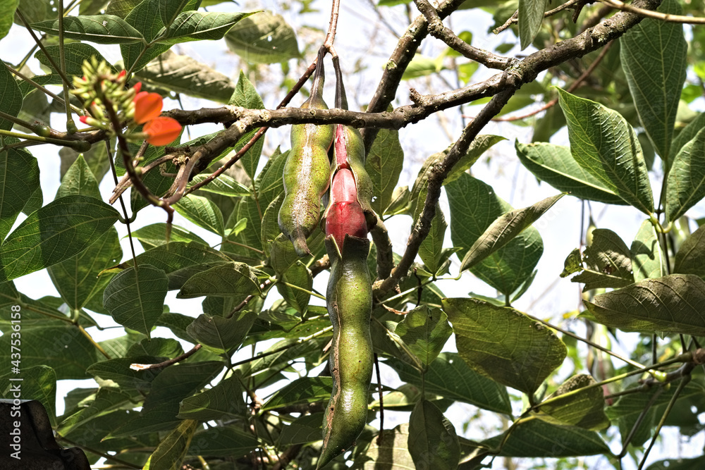 Erythrina edulis. Chachafruto fruit. Chachafruto tree with fruits and ...