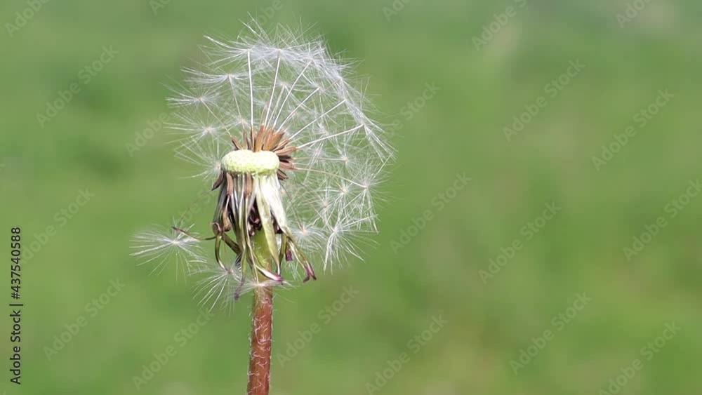 Close-up of a white dandelion flower blown away by the wind on a ...
