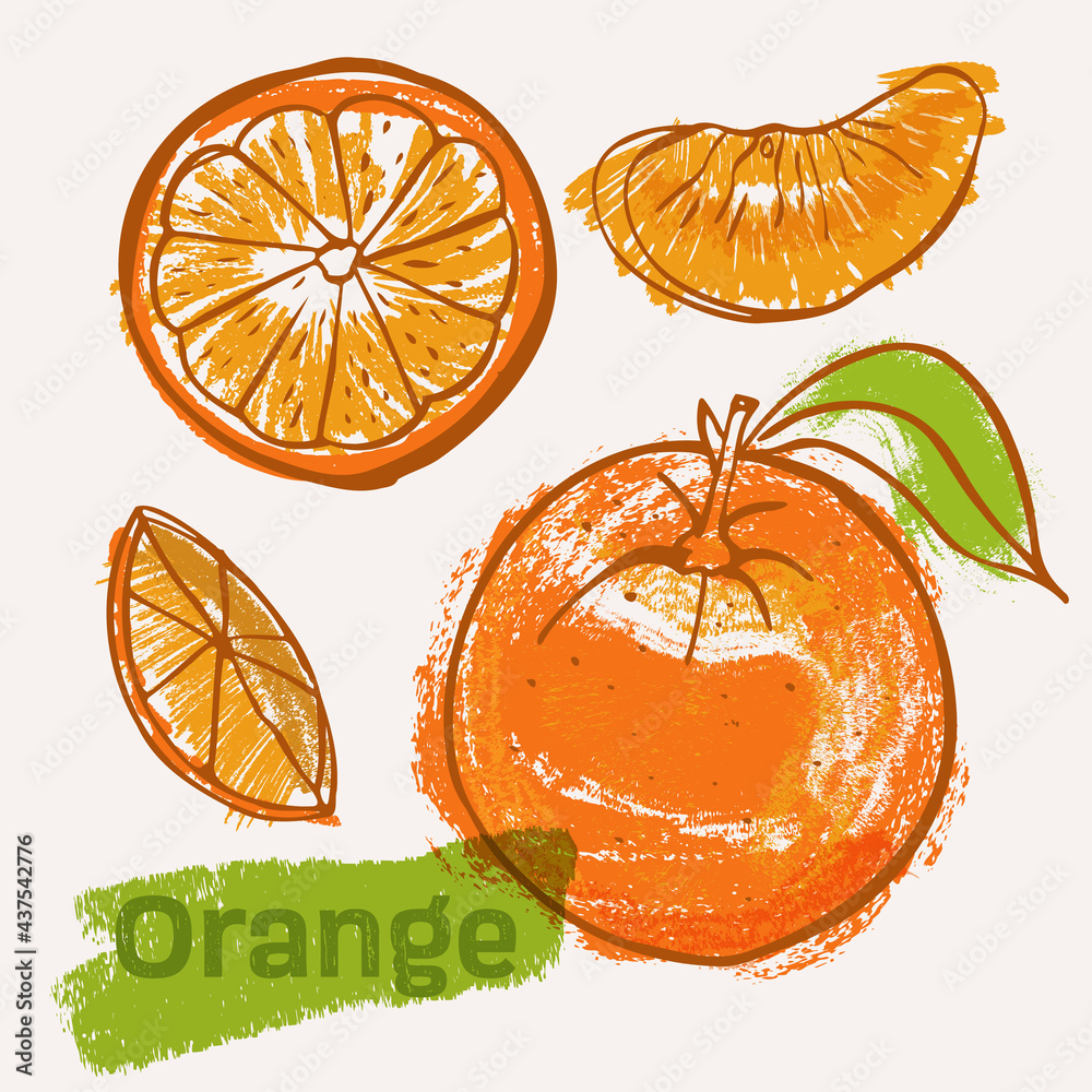 Orange citrus fruit line art and color hand-drawn vector illustration ...