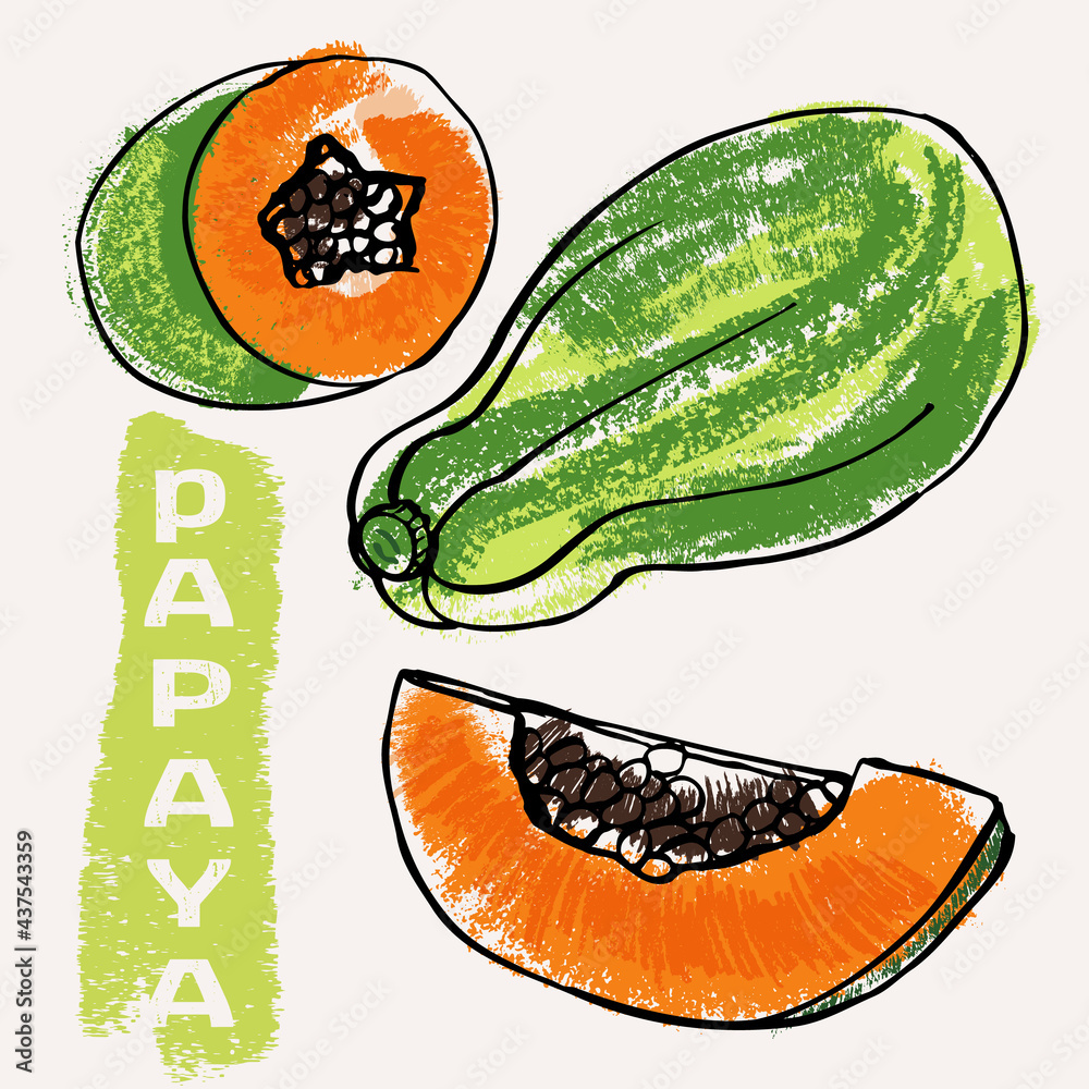Papaya line art and color hand-drawn vector illustration. Rough crayon ...