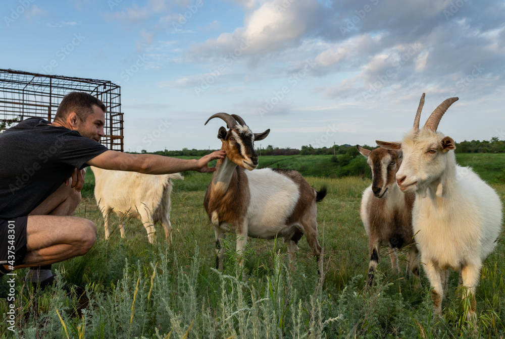 Young happy and smiling farmer caresses his goats. Man stroking goat ...