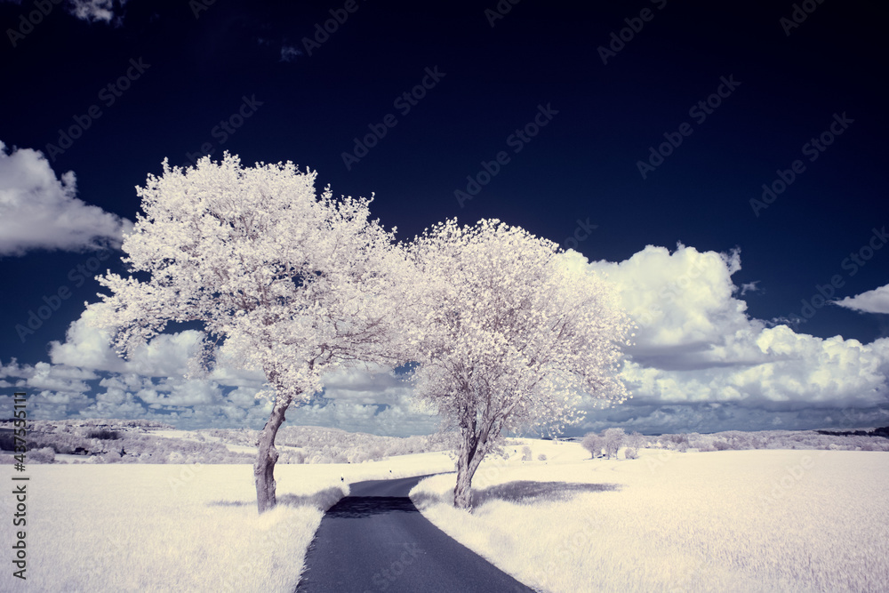infrared photography - ir photo of landscape with tree under sky with ...