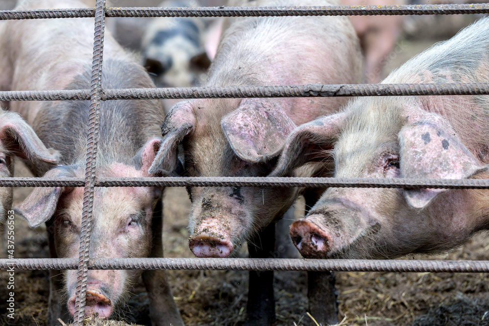 Dirty pigs grazing on a pig farm. Natural organic pig breeding. Farming ...