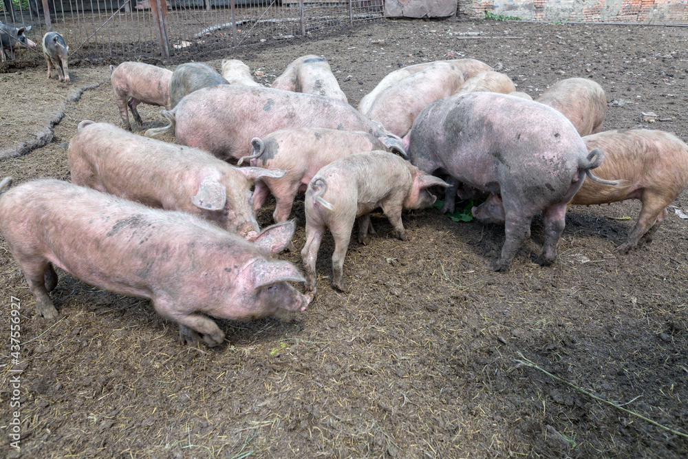 Dirty pigs and piglets grazing on a pig farm. Natural organic pig ...