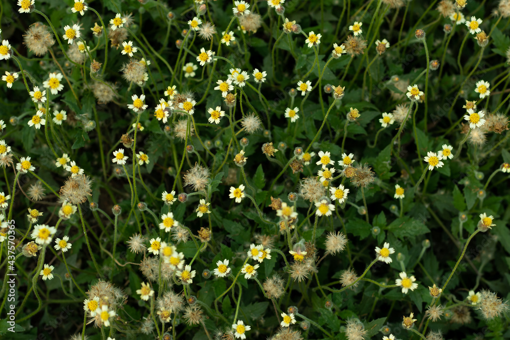 Tridax Procumbens