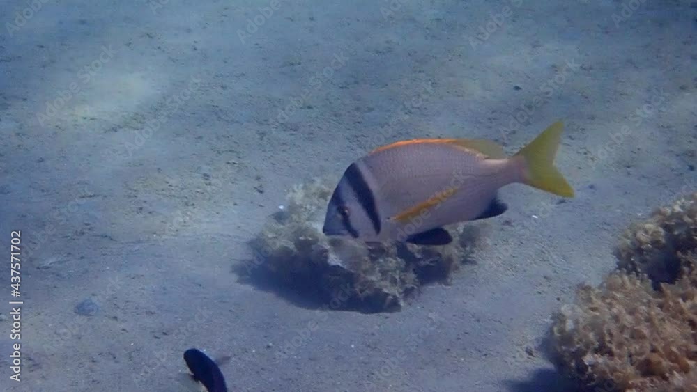 Double-bar bream, scientific name is Acanthopagrus bifasciatus is a ...