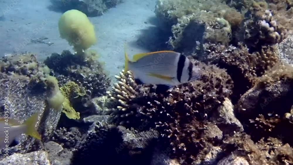 Double-bar bream, scientific name is Acanthopagrus bifasciatus is a ...