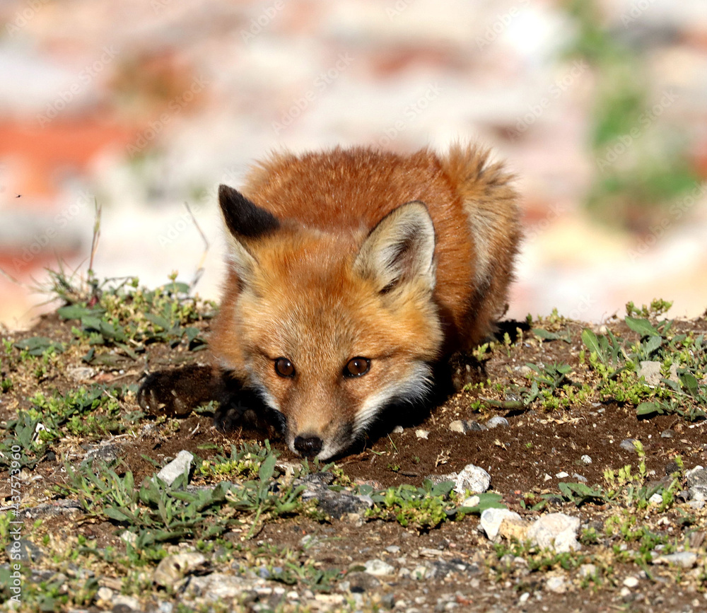 Red Fox kits exploring the area around the den, by Lake Ontario. Stock ...