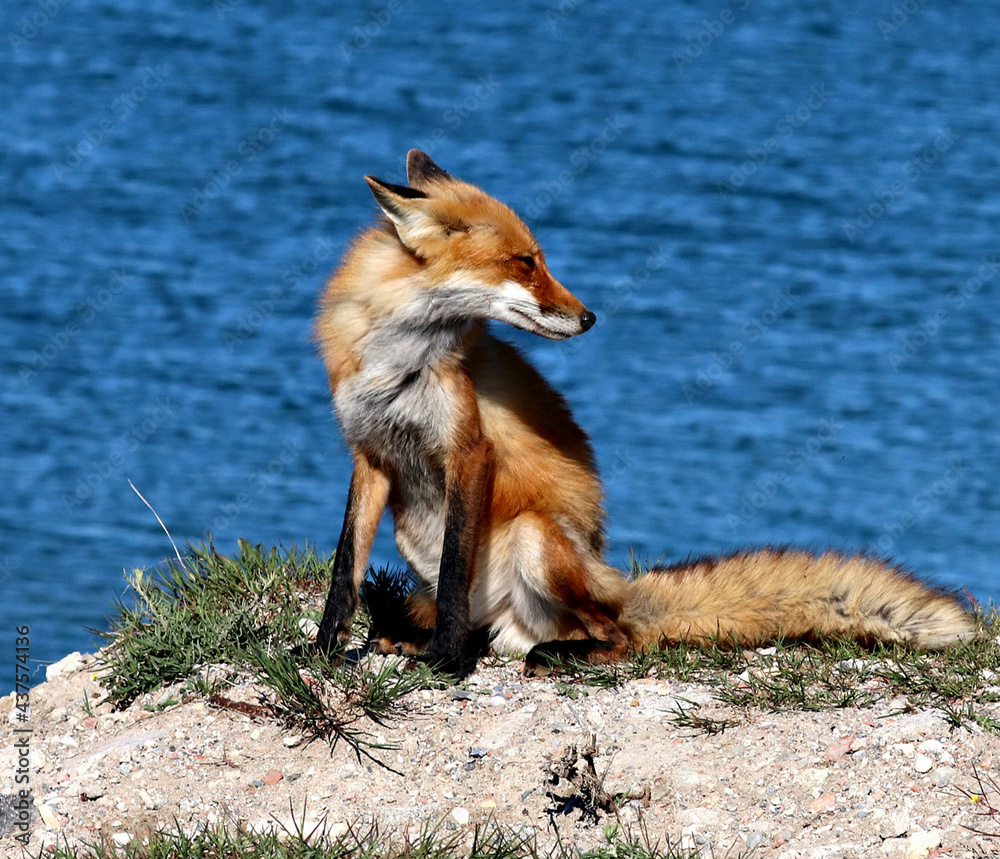 Red Fox Dad, taking a break from the Den and enjoying some quiet time ...
