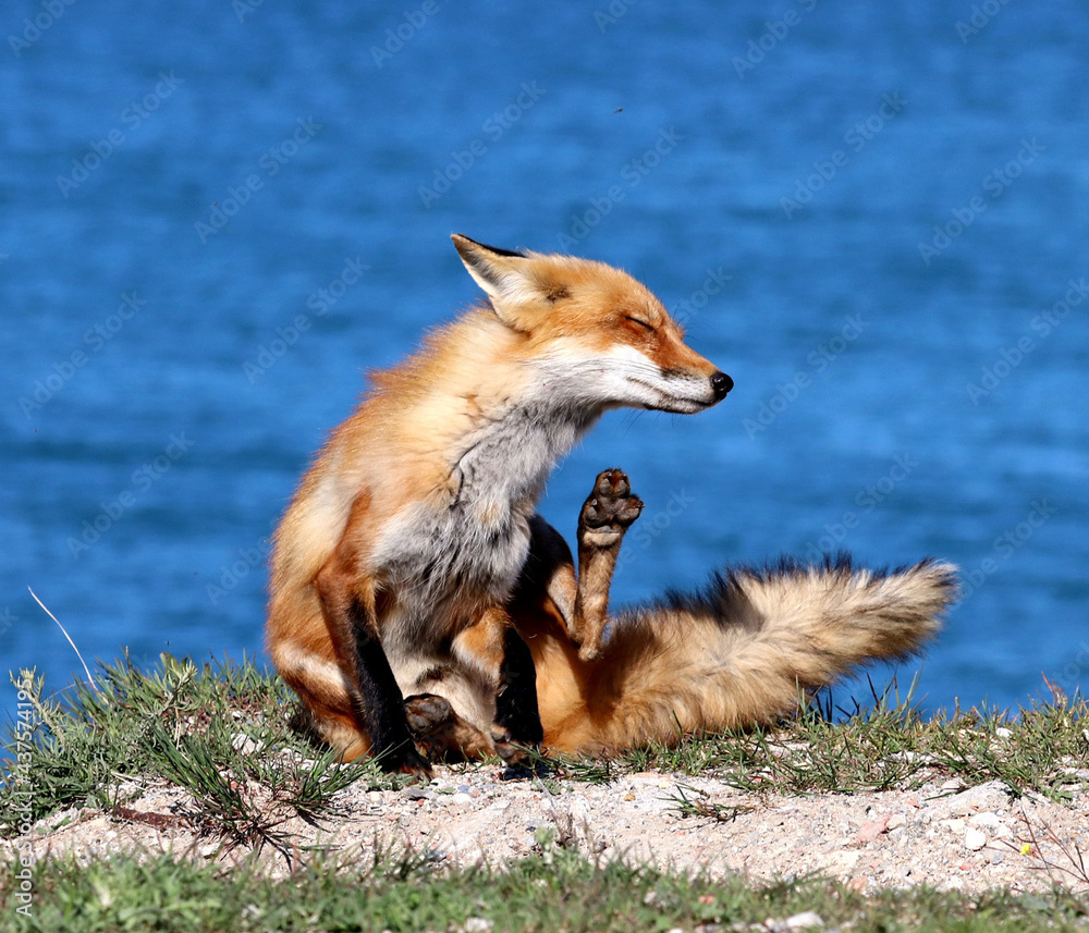 Red Fox Dad, taking a break from the Den and enjoying some quiet time ...