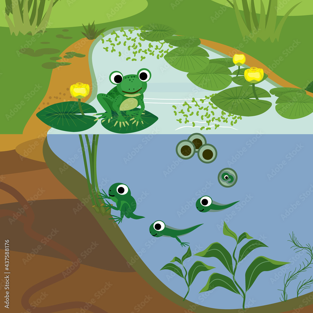 Frog life cycle. Sequence of stages of development of frog from egg to ...