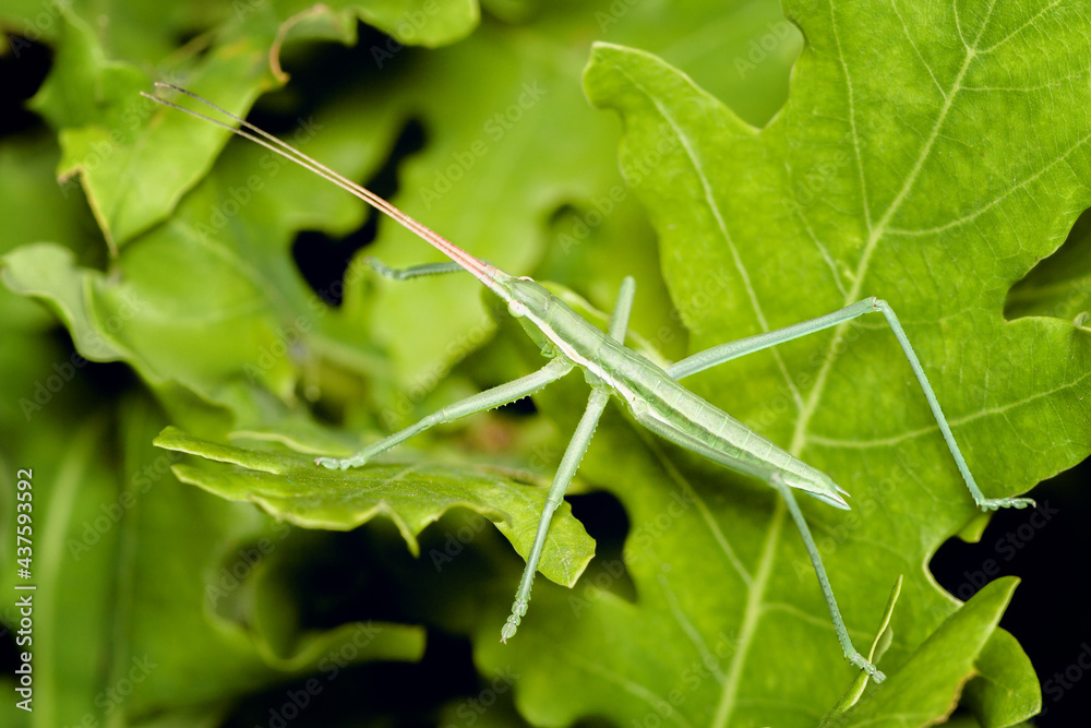 Saga pedo is a species of bush cricket (Tettigoniidae) also known as ...