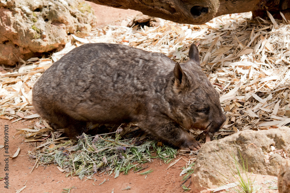 this is a side view of a hairy nosed wombat Stock Photo | Adobe Stock