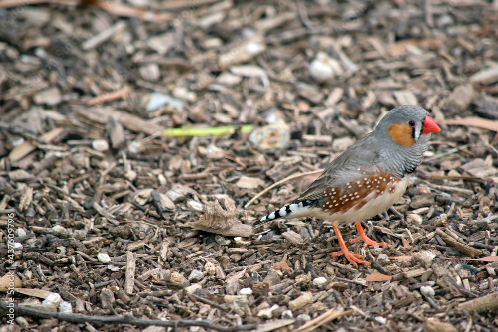 The zebra finch is the most common estrildid finch of Central Australia ...