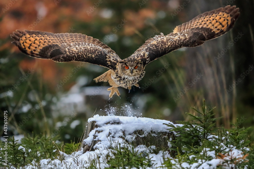 A great strong brown owl with huge red eyes flying through the forest ...