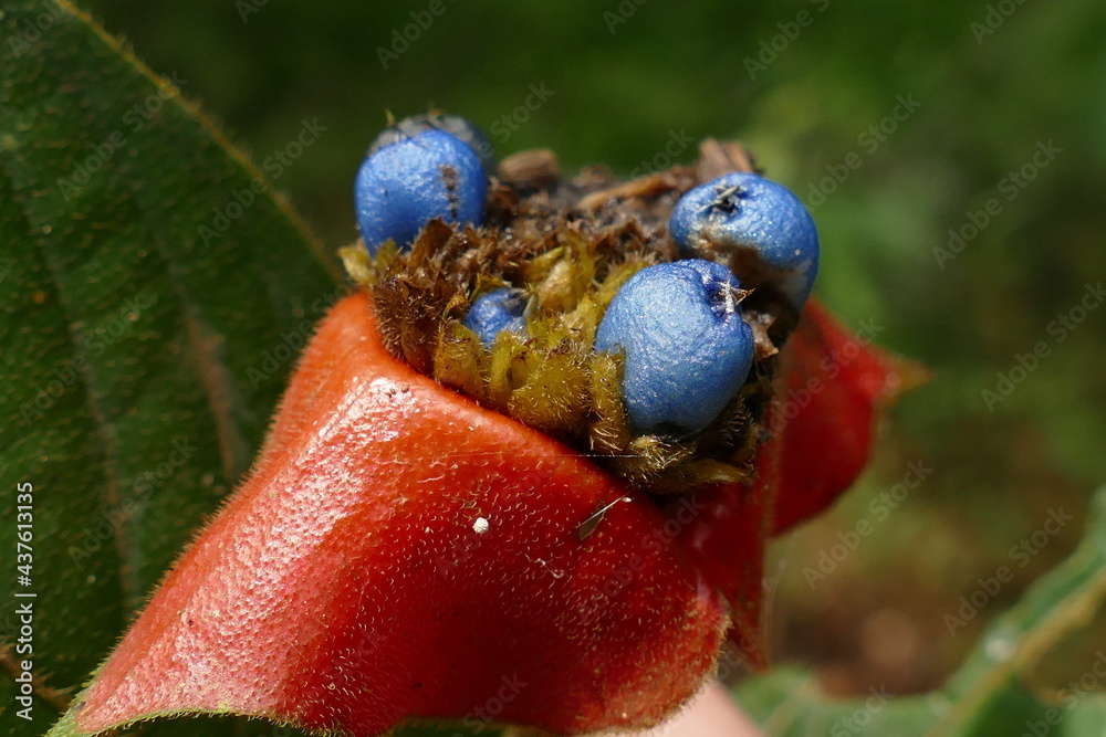 Hot Lips Plant (Psychotria tomentosa) with contrasting red bract and ...