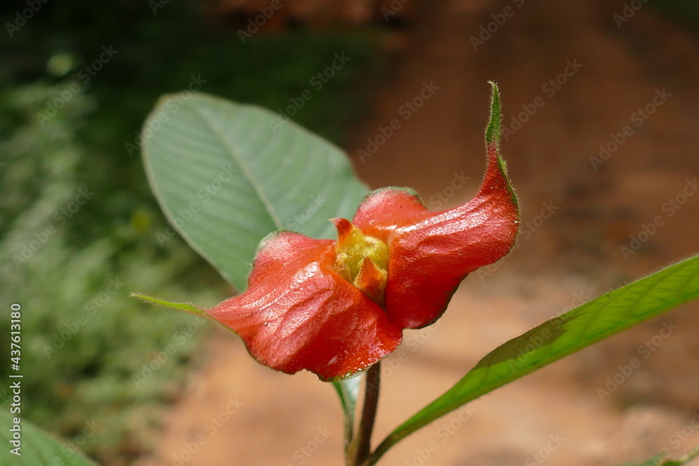 Hot Lips Plant (Psychotria tomentosa), Psychotria is a genus of ...
