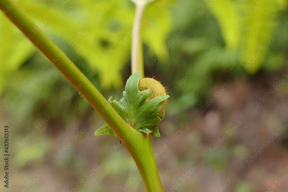 Young leaf just opening of a tropical samambaia fern. The plant is ...