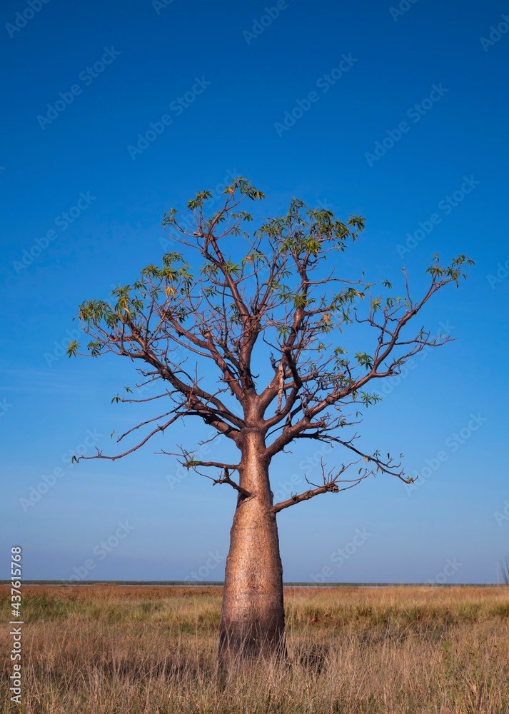 Young boab tree in Kimberly Western Australia Stock Photo | Adobe Stock