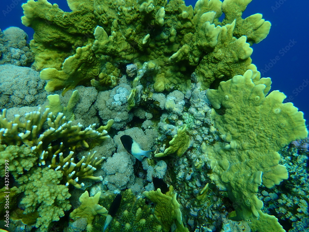 Stunning undersea coral reef view, Red Sea, Egypt, Sharm El Sheikh ...