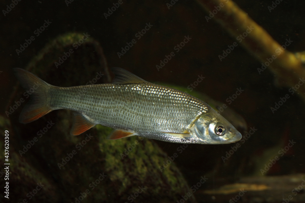 Rotfeder oder Unechtes Rotauge / Common rudd / Scardinius ...