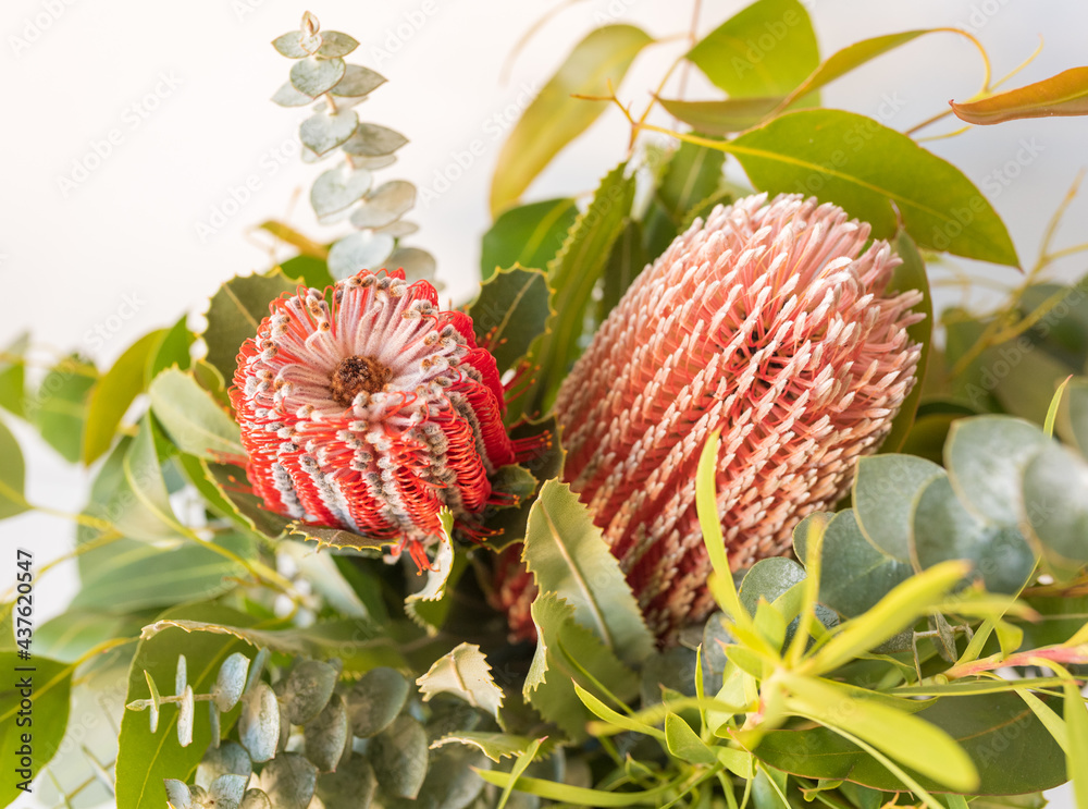 Australian native flower bouquet with close up on red and pink banksias ...