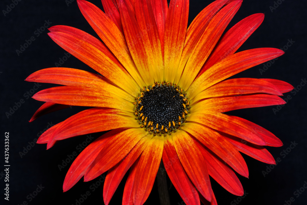 African Daisies. Osteospermum is a genus of flowering plants belonging ...