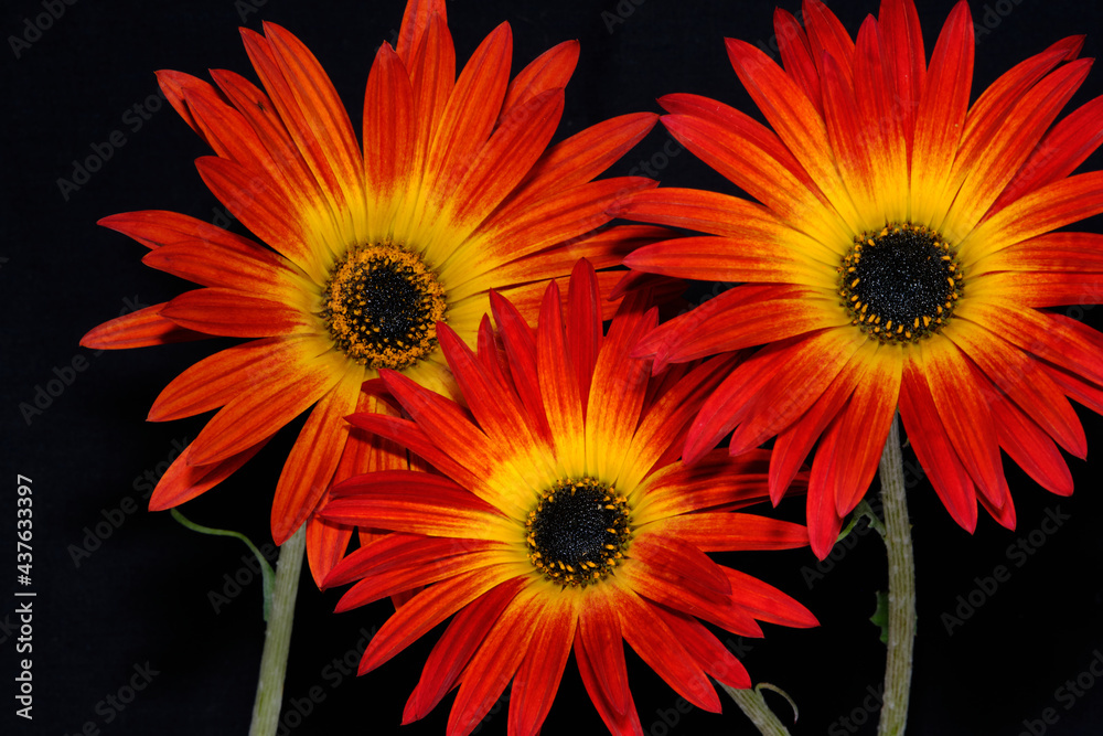 African Daisies. Osteospermum is a genus of flowering plants belonging ...