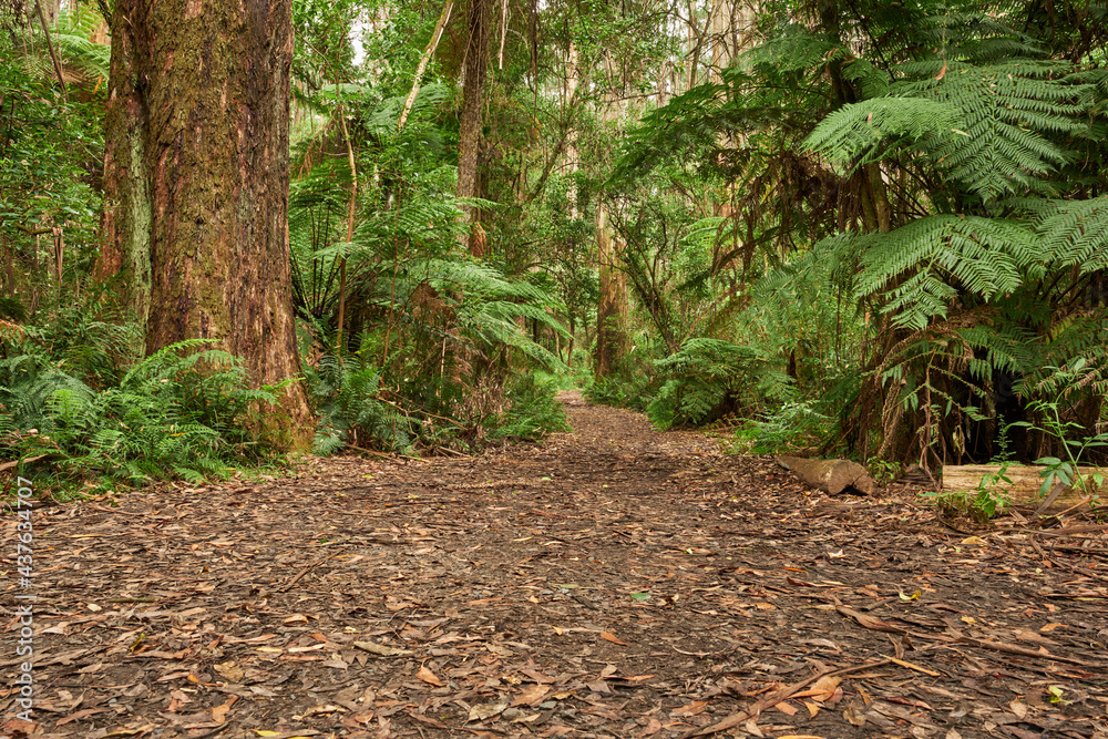 The tree ferns are the ferns that grow with a trunk elevating the ...