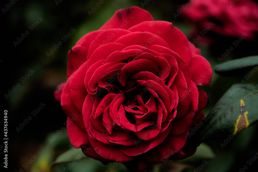 The David Austin English roses carry the beautiful old rose-type blooms ...