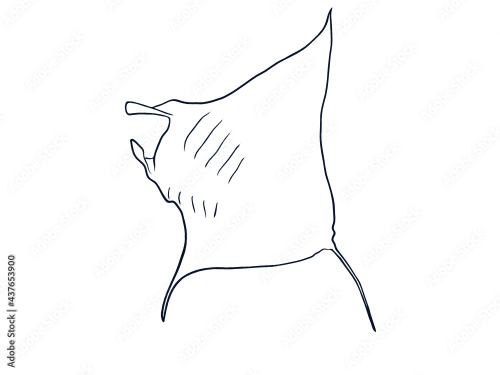 Manta ray line drawing Stock Vector | Adobe Stock