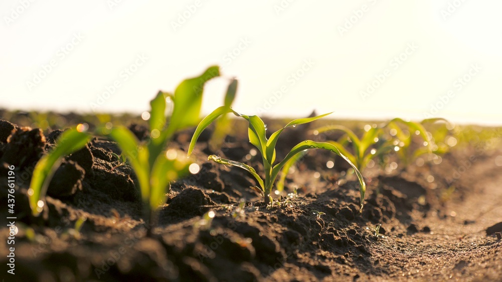 A maize rossada grows from seed from the ground in a field in spring ...