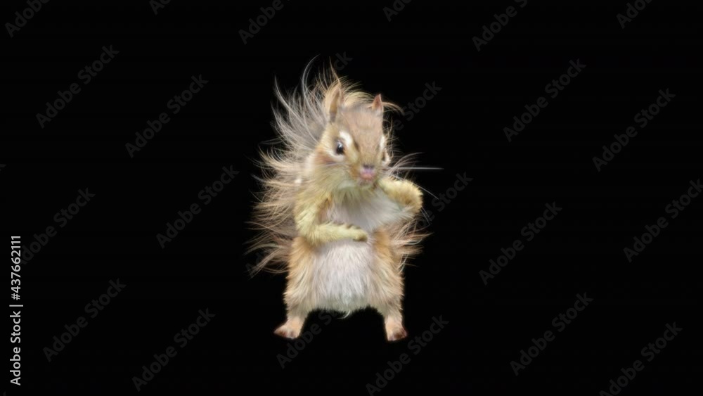 Chipmunk Dance CG fur. 3d rendering, animal realistic CGI VFX ...