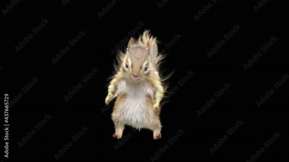 Chipmunk Dance CG fur. 3d rendering, animal realistic CGI VFX ...