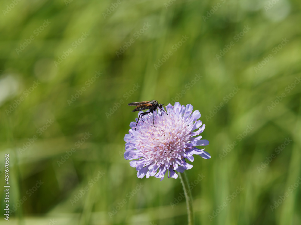 Neoitamus cyanurus | Diptère asilide. Mouche, insecte à toison. Voleur ...