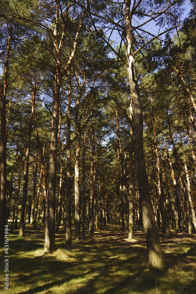 BOSQUE DE PINOS SILVESTRES (PINUS SYLVESTRIS). LARGOS Y DELGADOS ...