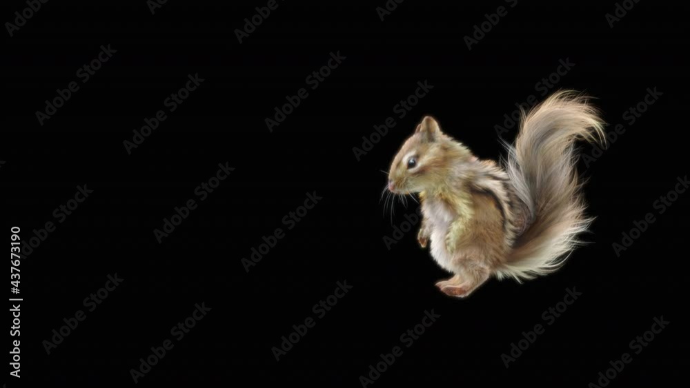 Chipmunk Dance CG fur. 3d rendering, animal realistic CGI VFX ...