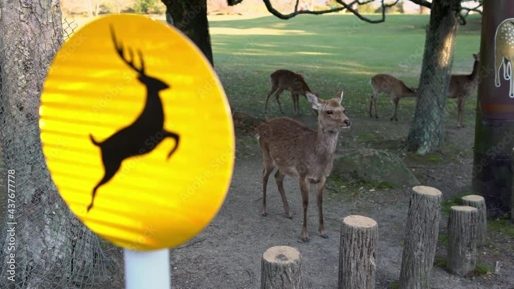 Yellow sign of deer live freely in a Japanese Nara Park. A young wild ...