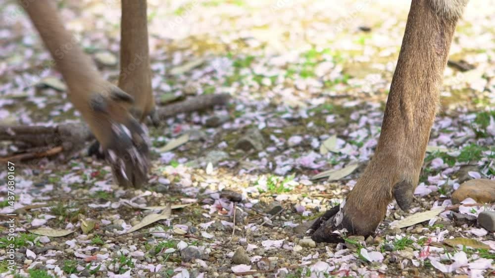 Slowmotion walking deer legs with pink cherry blossom of forest in ...