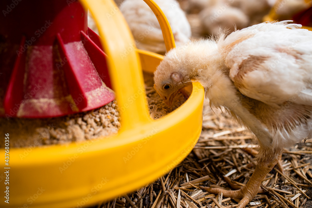 Close up view of fast growing chicken eating protein food from ...