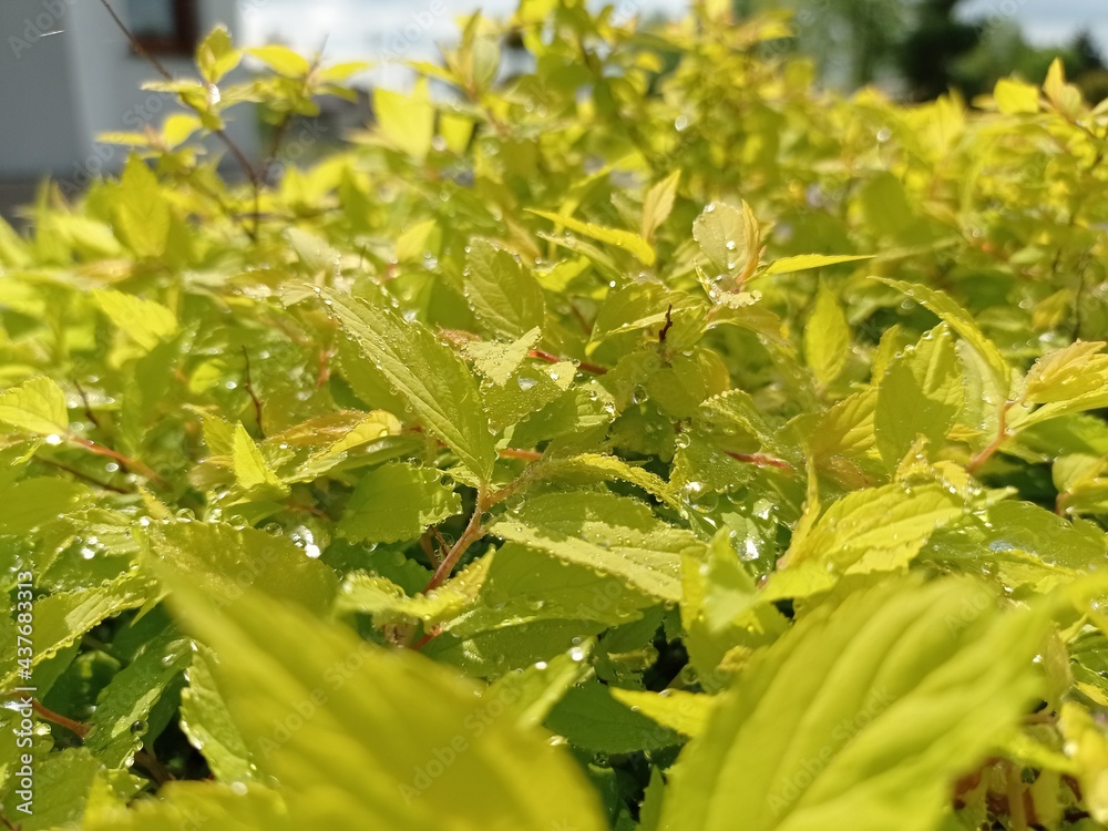 greenery, floral, japonica, plant, season, spring, beauty, vegetation ...